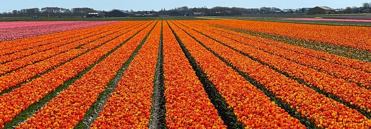 Sail & Cycle Tulip Bike Tour | WomanTours